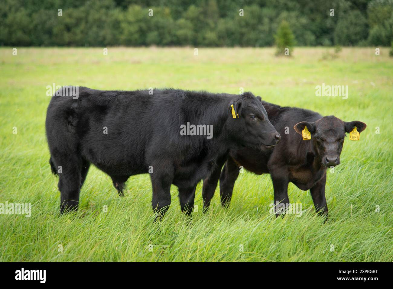 Bull calves hi-res stock photography and images - Alamy