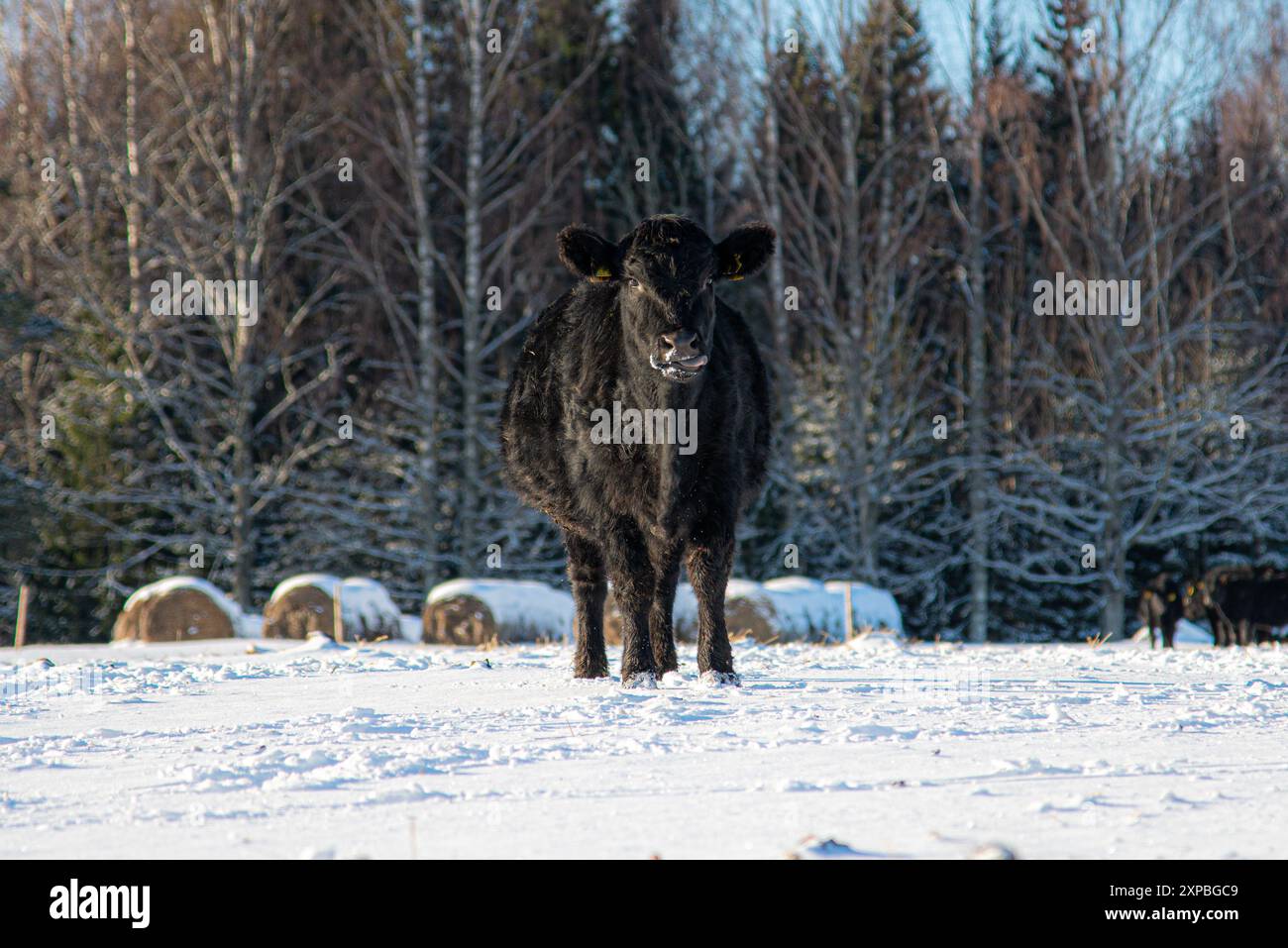 Dairy farm cow snow winter hi-res stock photography and images - Alamy