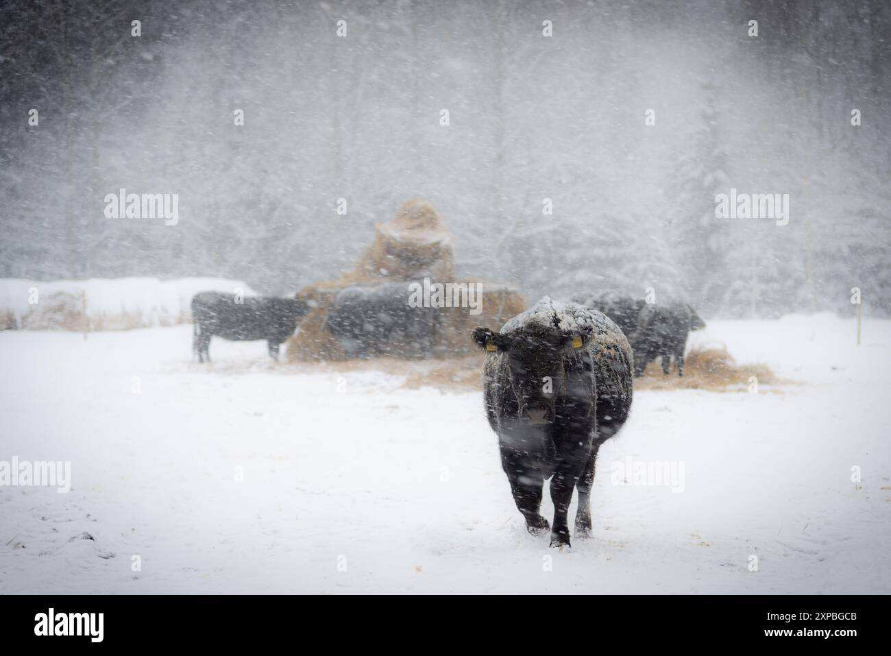 Black angus cow walking in snow through heavy snowfall on winter Stock ...