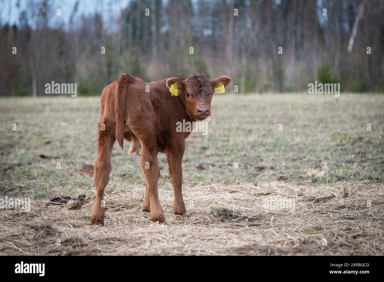 Angus spring hi-res stock photography and images - Alamy