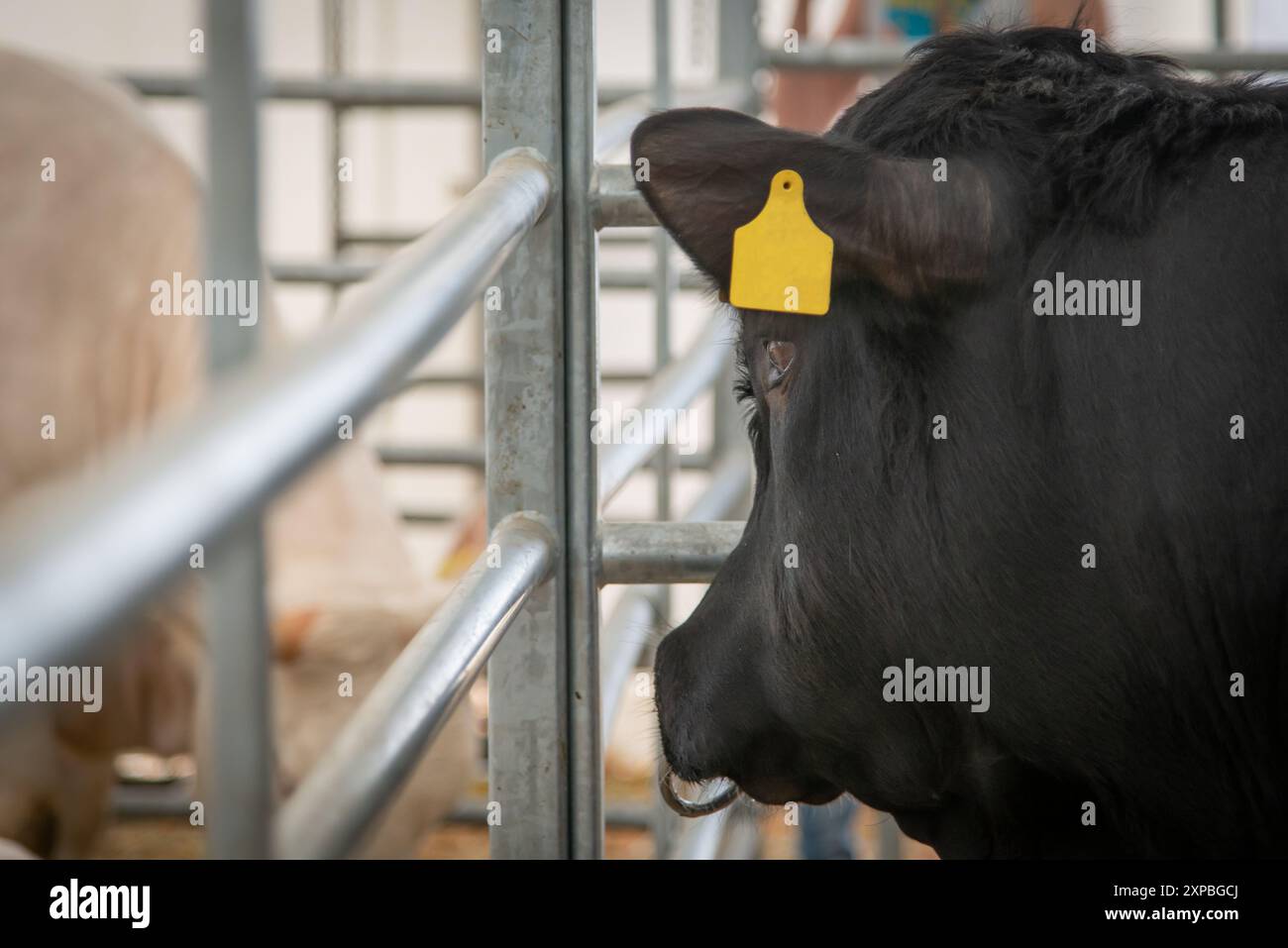 Black angus bull head photo in market, show Stock Photo - Alamy