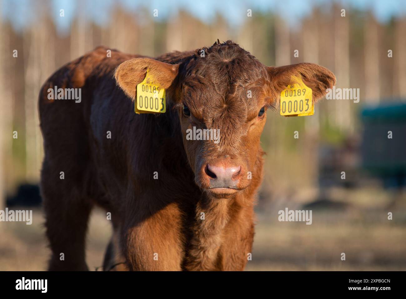 Angus spring hi-res stock photography and images - Alamy