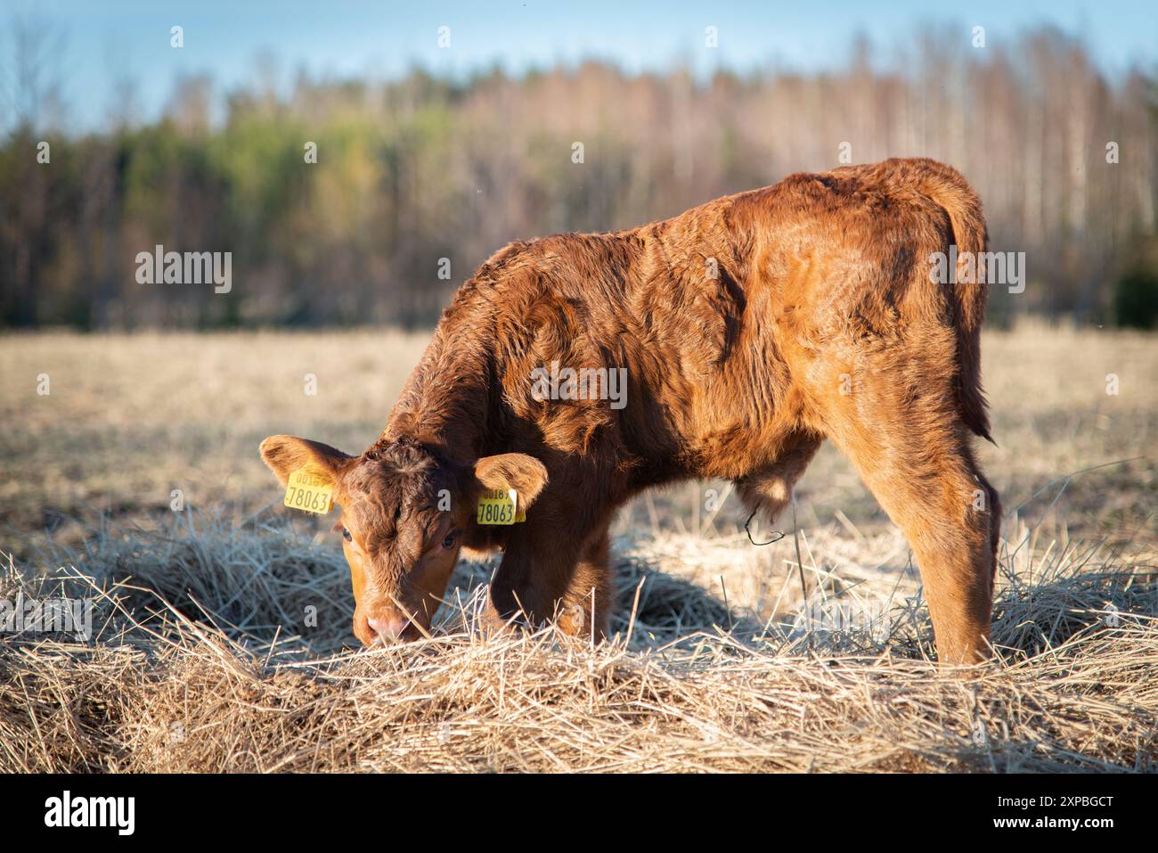 Red angus calf early spring Stock Photo - Alamy