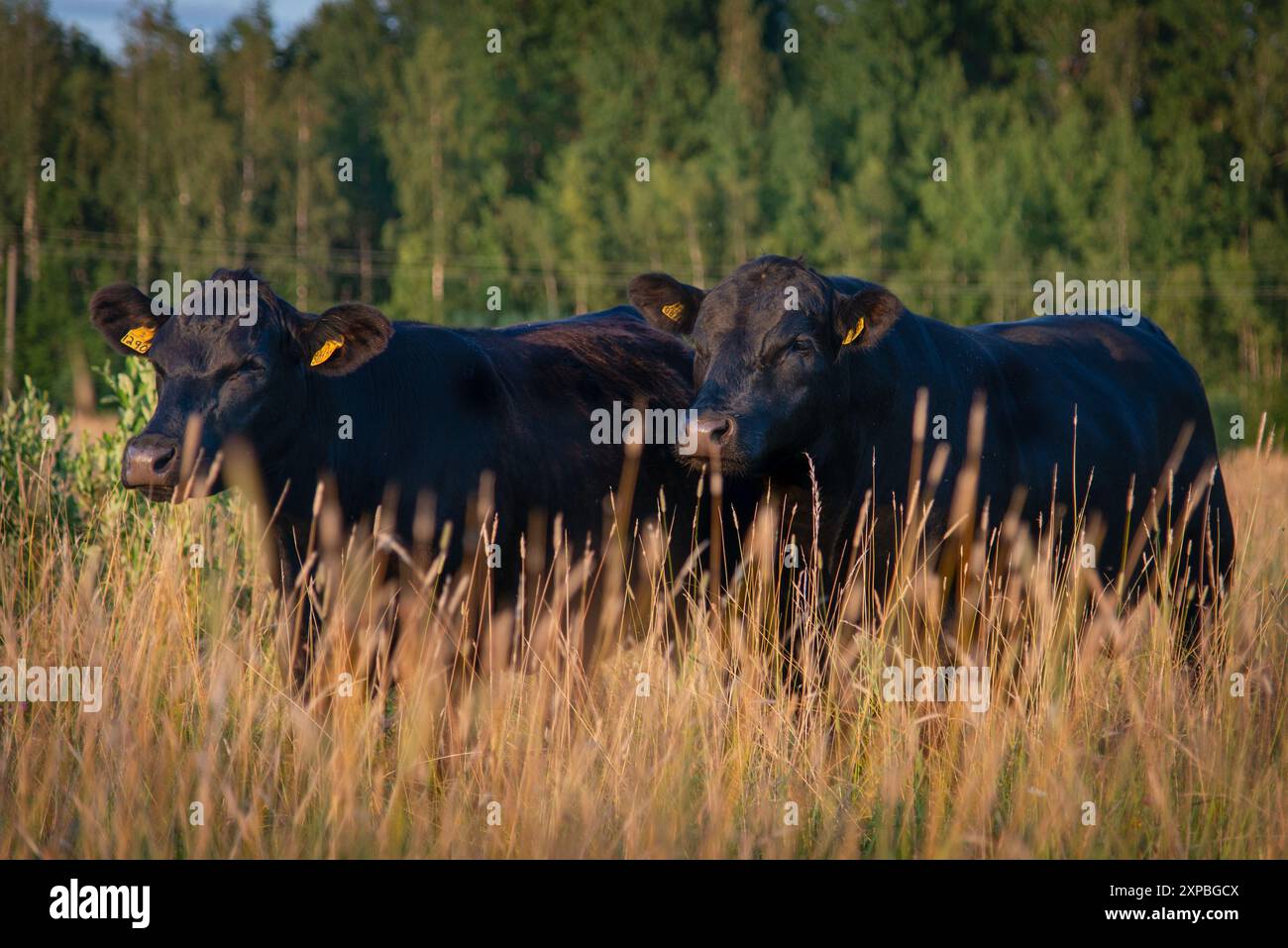 Black angus cow and bull standing next to each other on summer evening ...