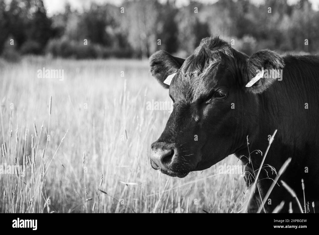 Angus calf cow bull Black and White Stock Photos & Images - Alamy