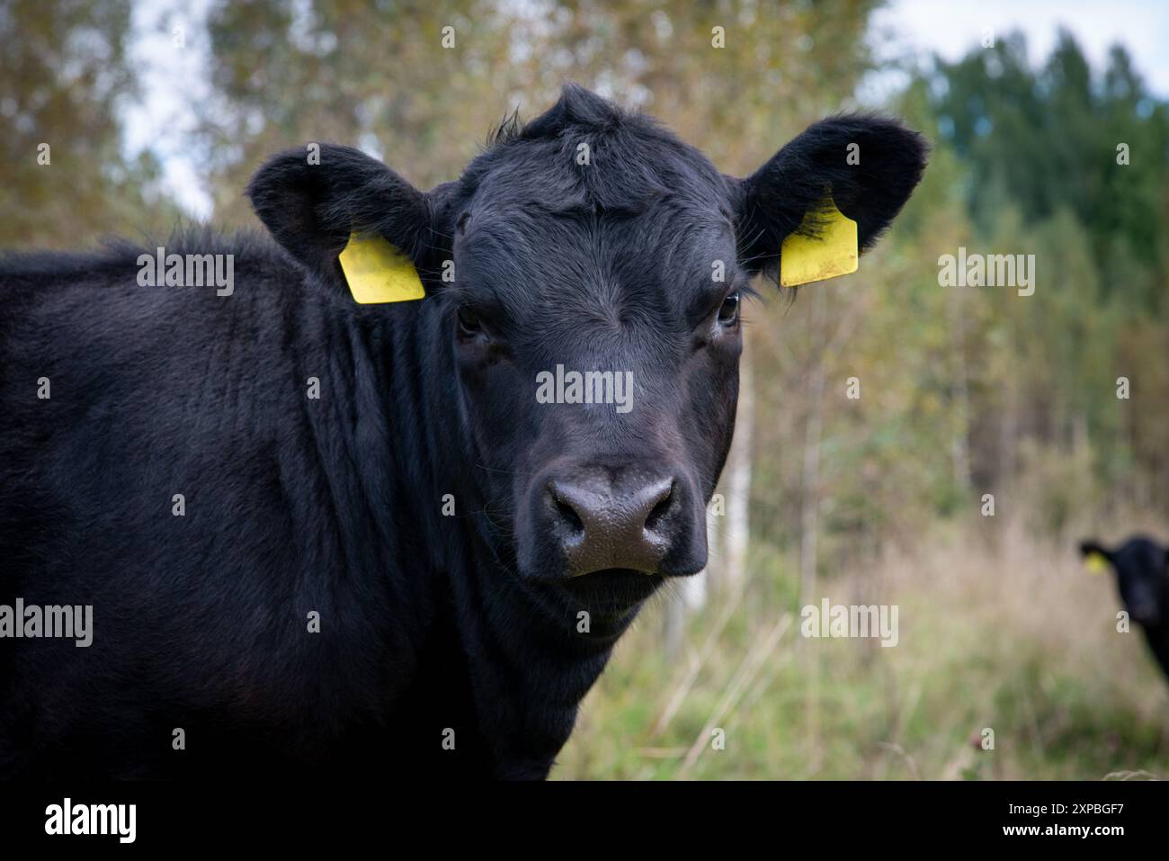 Black angus heifer calf bull head portrait paddock grassland Stock ...