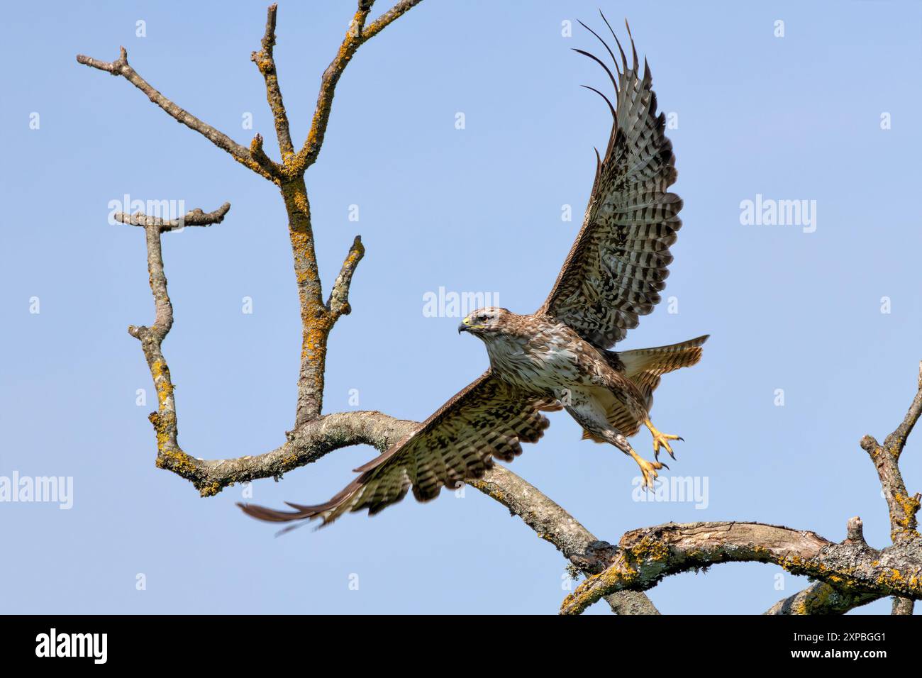 A majestic Common Buzzard soaring over Turvey Nature Reserve, Dublin ...