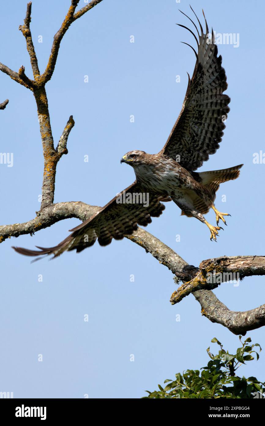 A majestic Common Buzzard soaring over Turvey Nature Reserve, Dublin ...