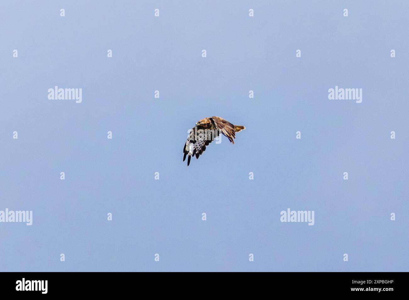 A majestic Common Buzzard soaring over Turvey Nature Reserve, Dublin ...