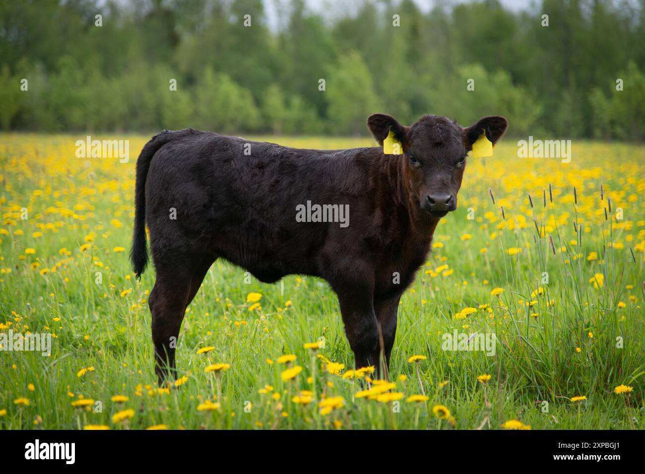 Black angus calf on summer day standing in grass Stock Photo - Alamy
