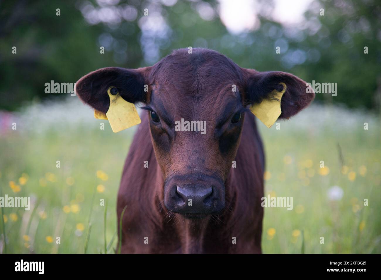 Black angus heifer calf bull head portrait paddock grassland Stock ...
