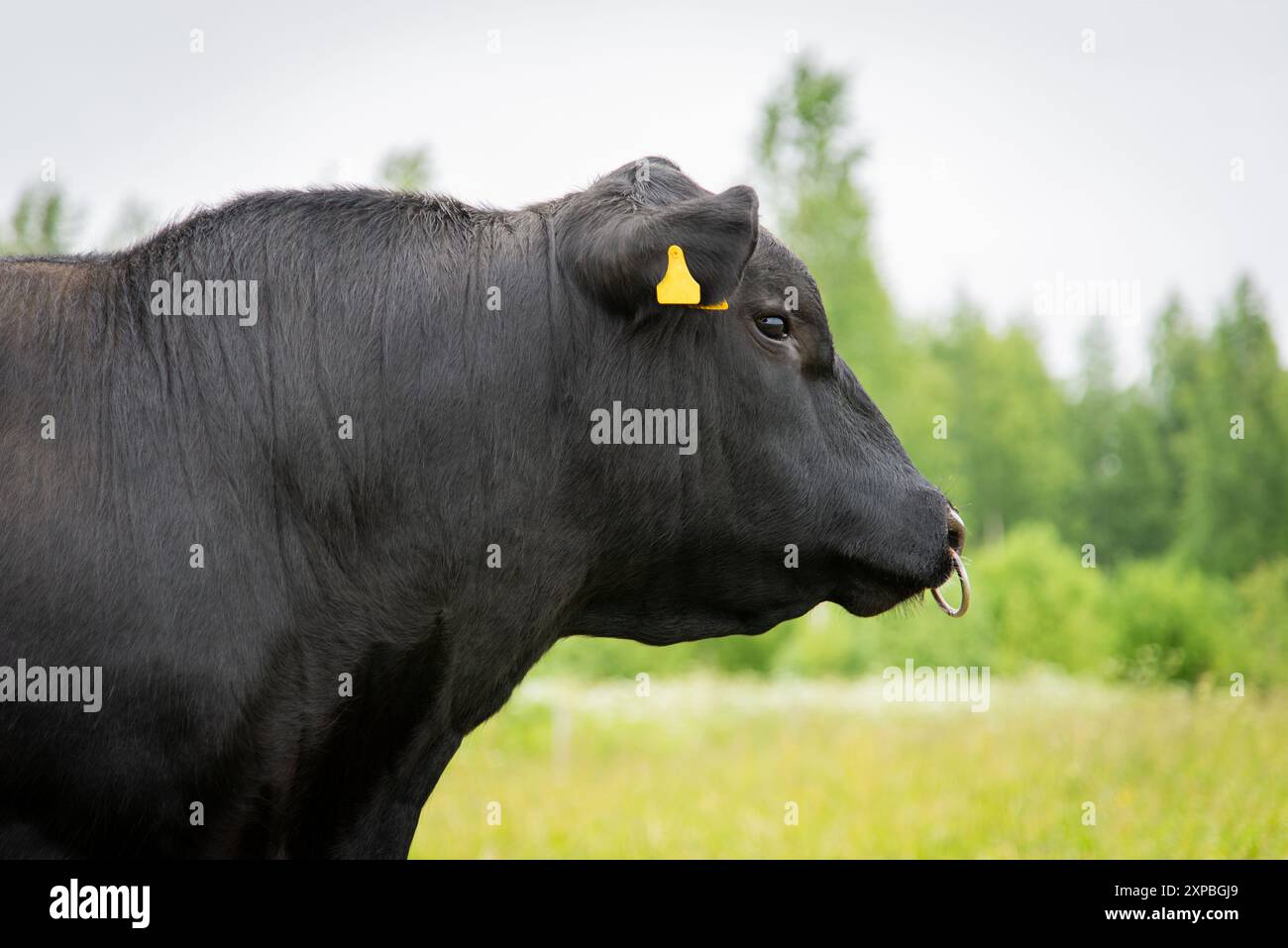 Black angus bull portrait photo, black angus bull head Stock Photo - Alamy