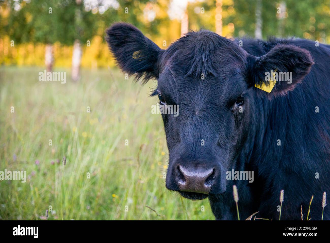 Aberdeen angus bull head hi-res stock photography and images - Alamy