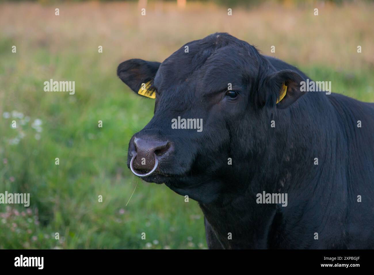 Black angus bull portrait photo, black angus bull head Stock Photo - Alamy
