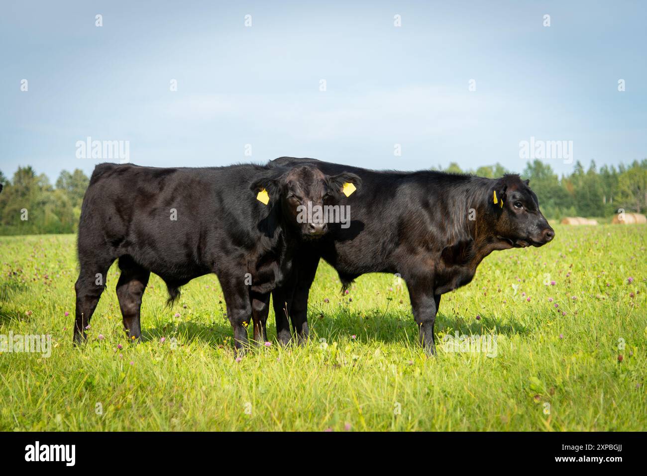 Black angus bull calves standing in grass on summer day Stock Photo - Alamy