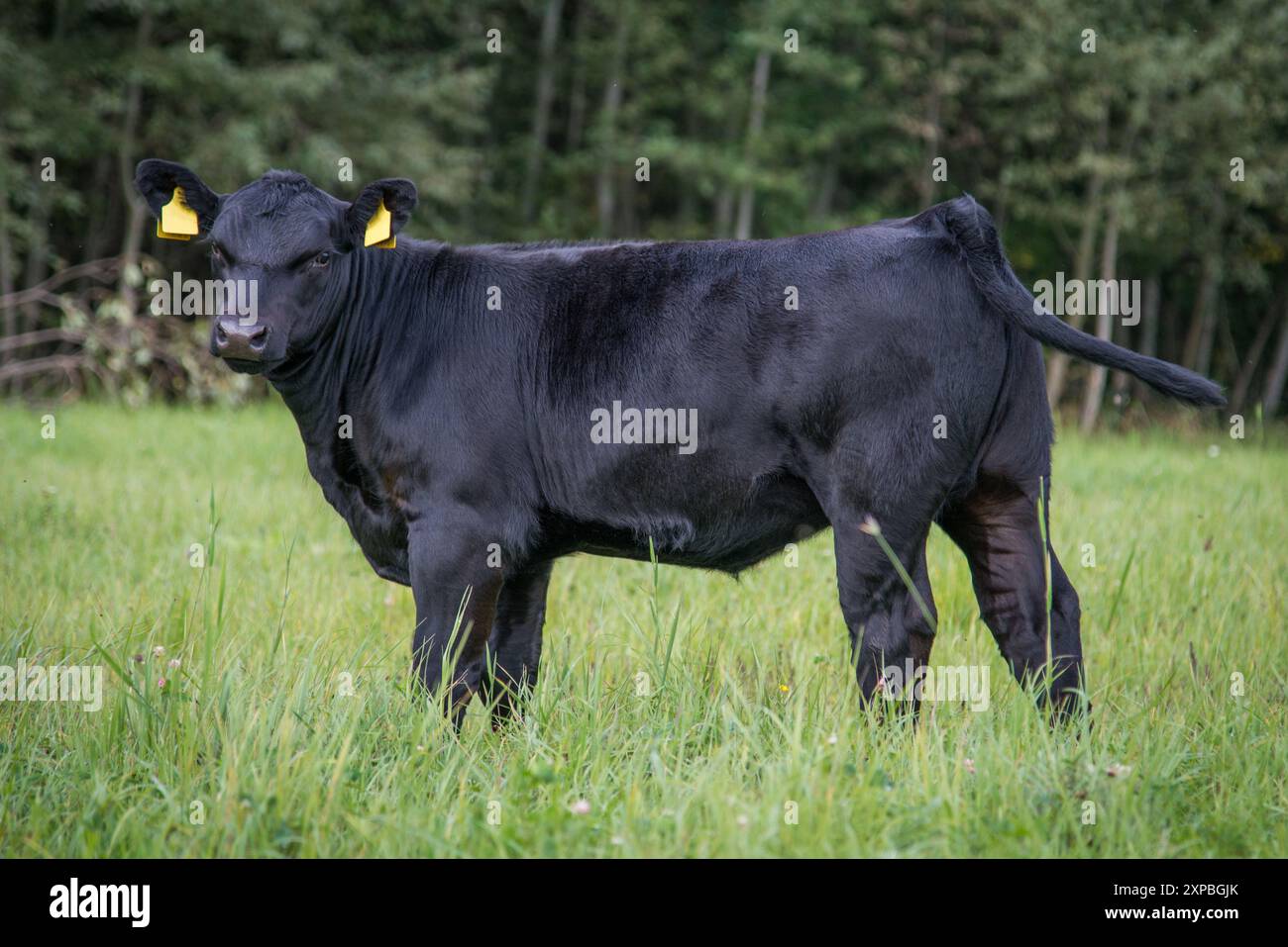 Black angus calf on summer day standing in grass Stock Photo - Alamy