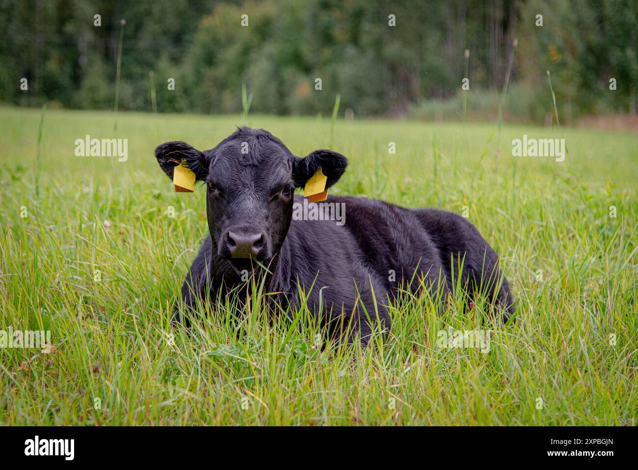 Black angus cow calf lying down in grass on summer day Stock Photo - Alamy