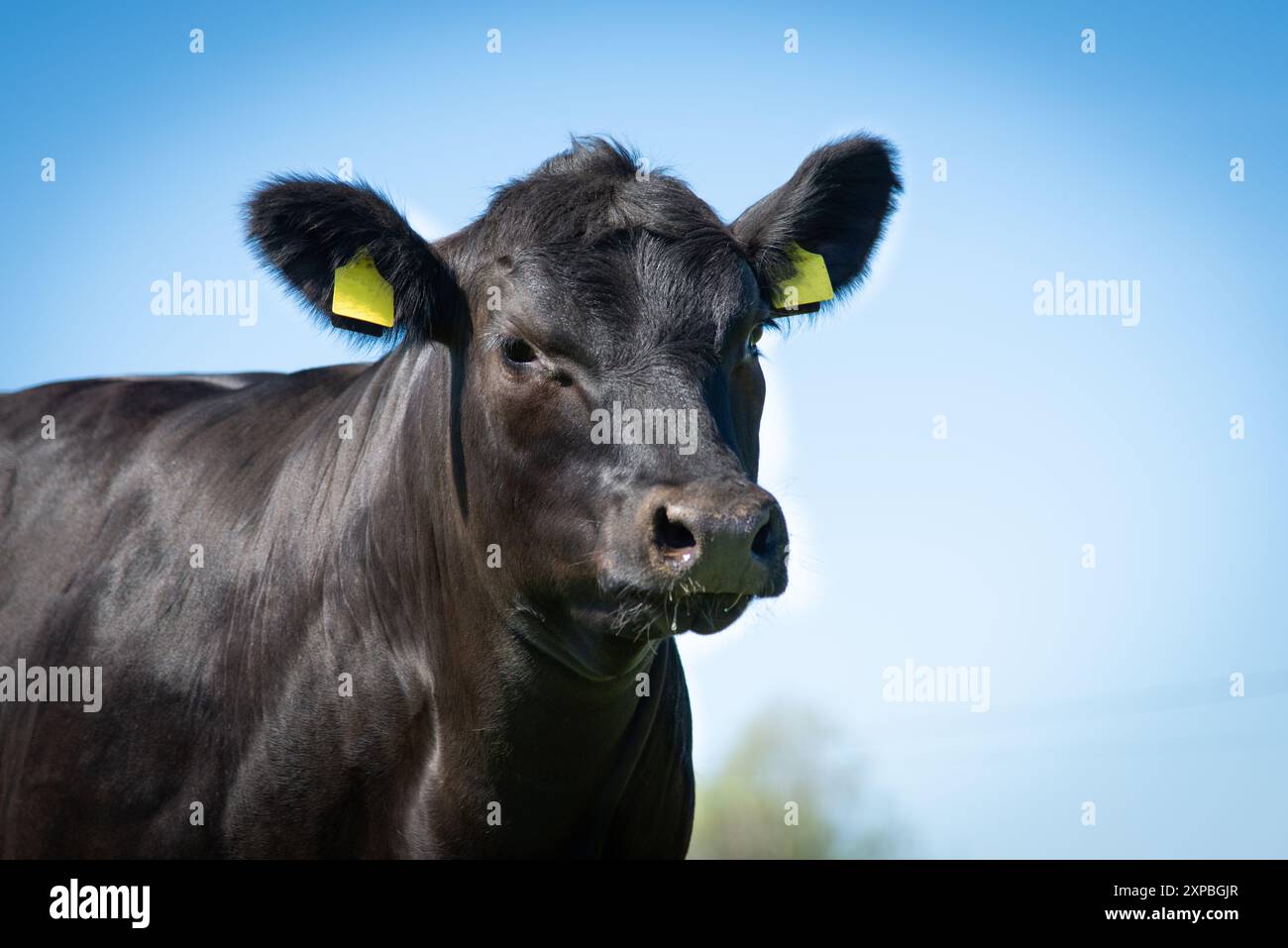 Black angus heifer calf bull head portrait paddock grassland Stock ...
