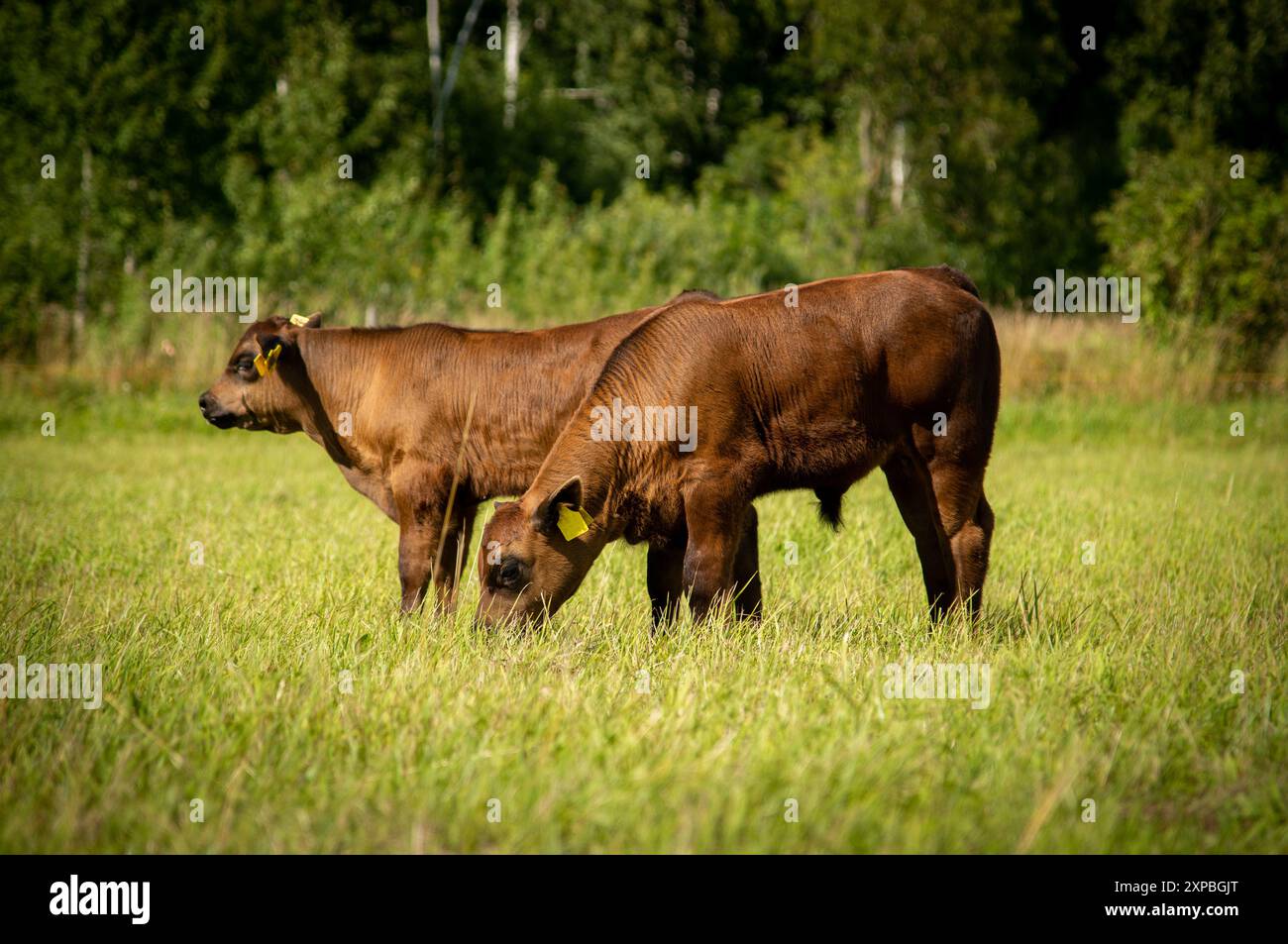 Black angus bull calves standing in grass on summer day Stock Photo - Alamy