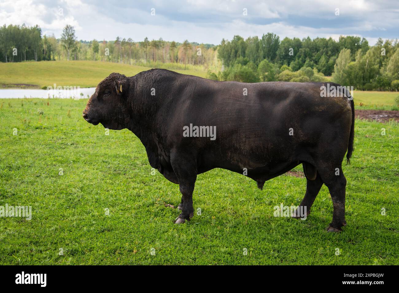 Black angus bull standing in grass on summer day Stock Photo - Alamy