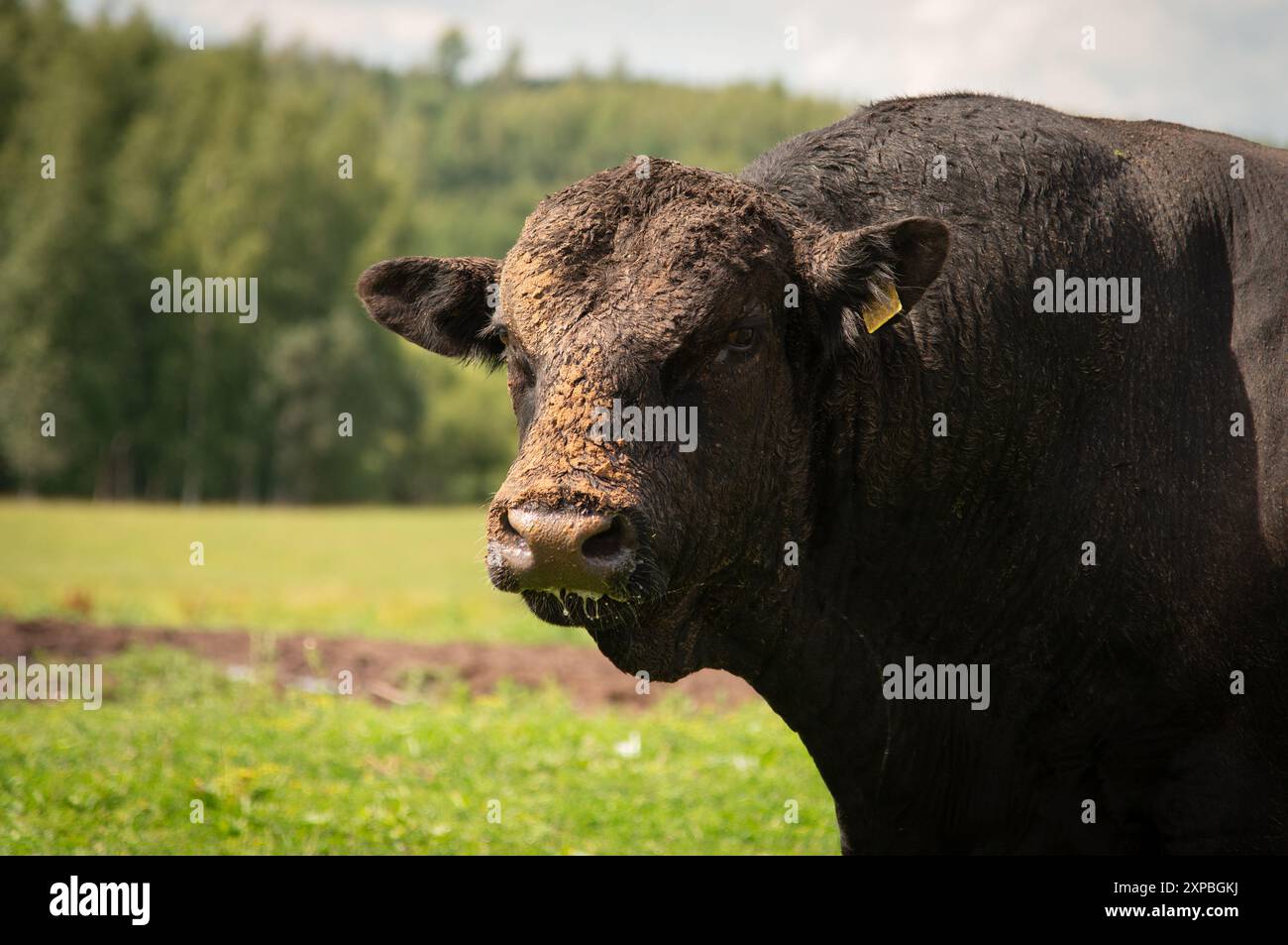Black angus bull portrait photo, black angus bull head Stock Photo - Alamy
