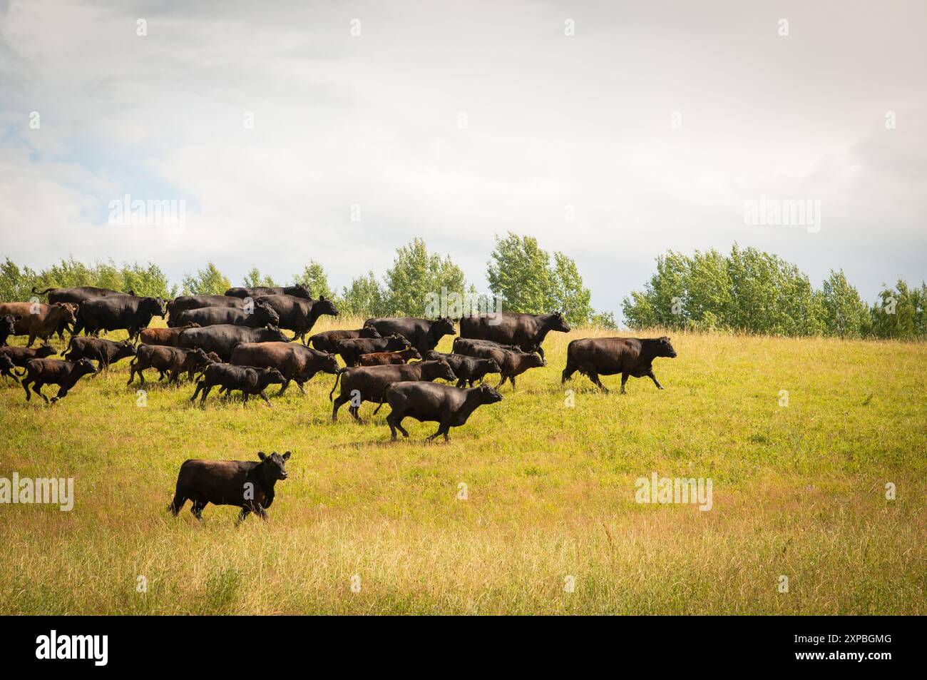 Black angus cattle herd running on field Stock Photo - Alamy