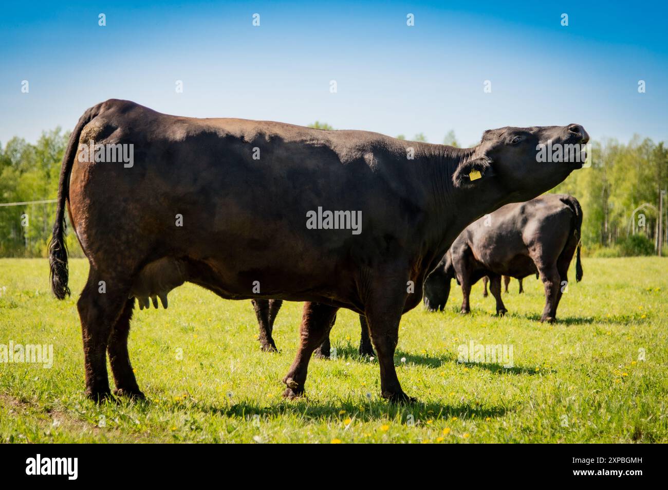 Black angus cow standing in grass and mooing on summer day Stock Photo ...