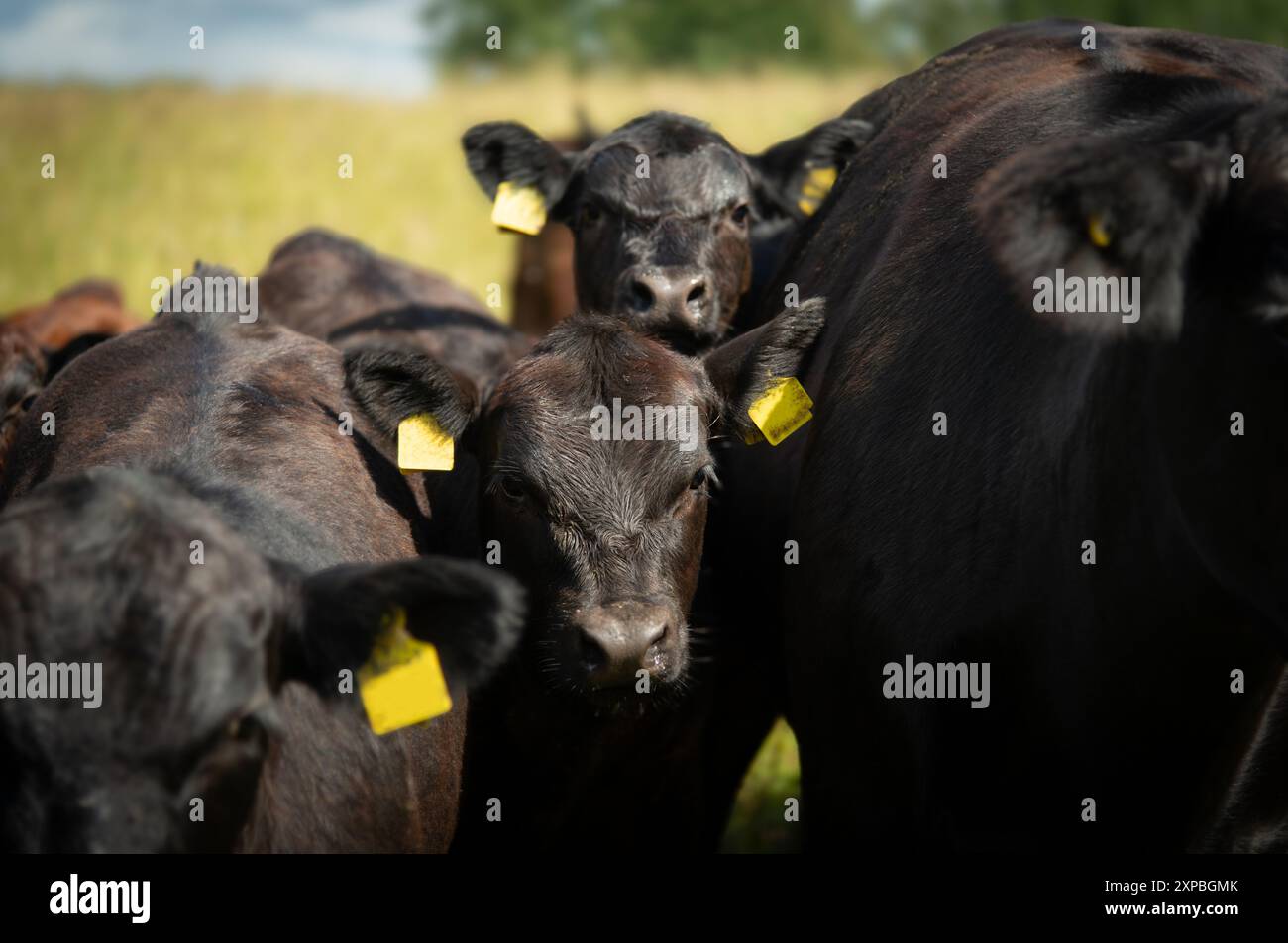 Black angus heifer calf bull head portrait paddock grassland Stock ...