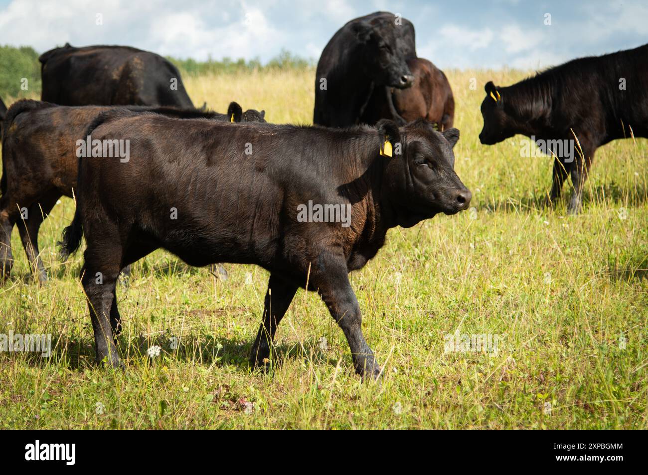 Black angus calf walking on summer day Stock Photo - Alamy
