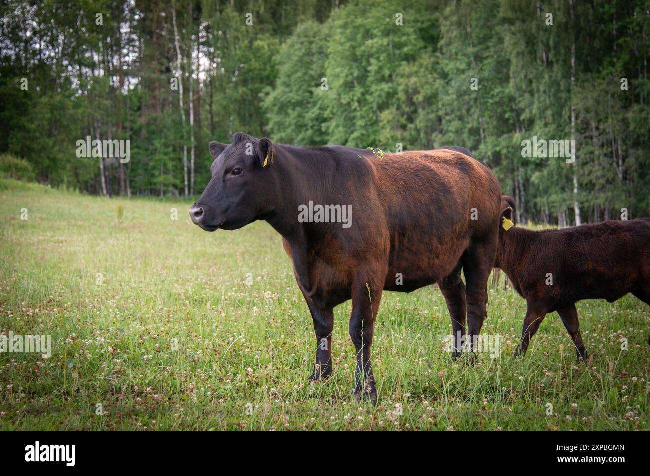 Angus calf cow bull hi-res stock photography and images - Alamy