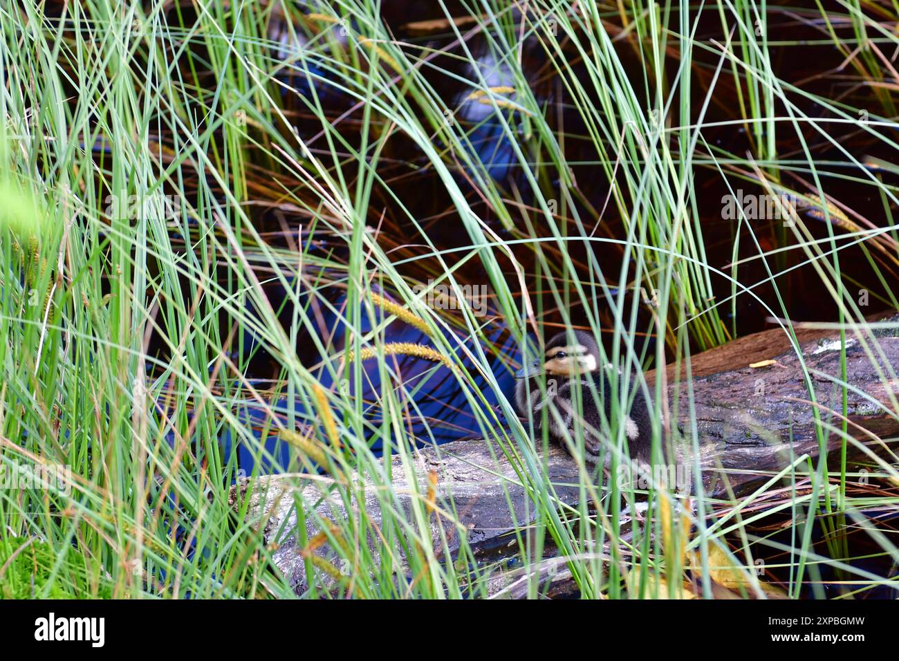 Cute baby duck hidden behind reeds. Camouflage in nature Stock Photo ...