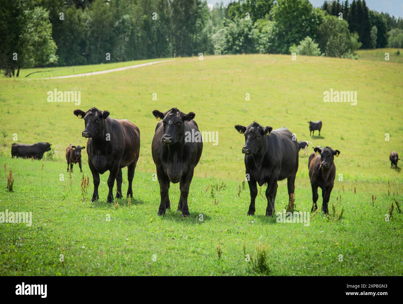 Black angus heifers cows standing on hill grassland Stock Photo - Alamy