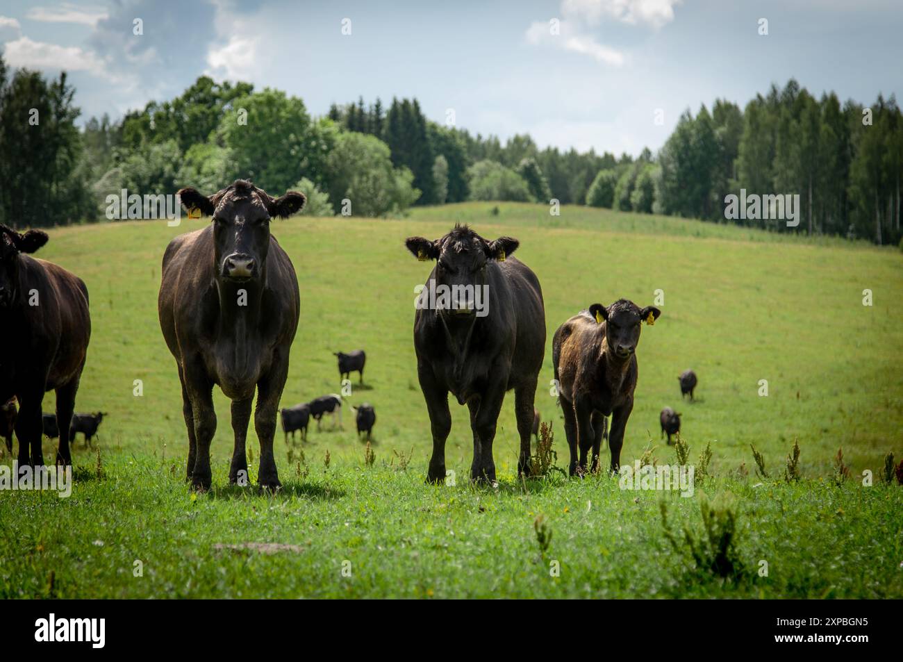 Angus heifer standing on hi-res stock photography and images - Alamy