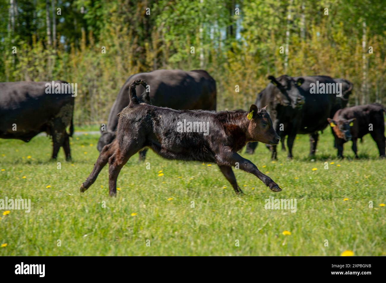 Running cow calf hi-res stock photography and images - Alamy