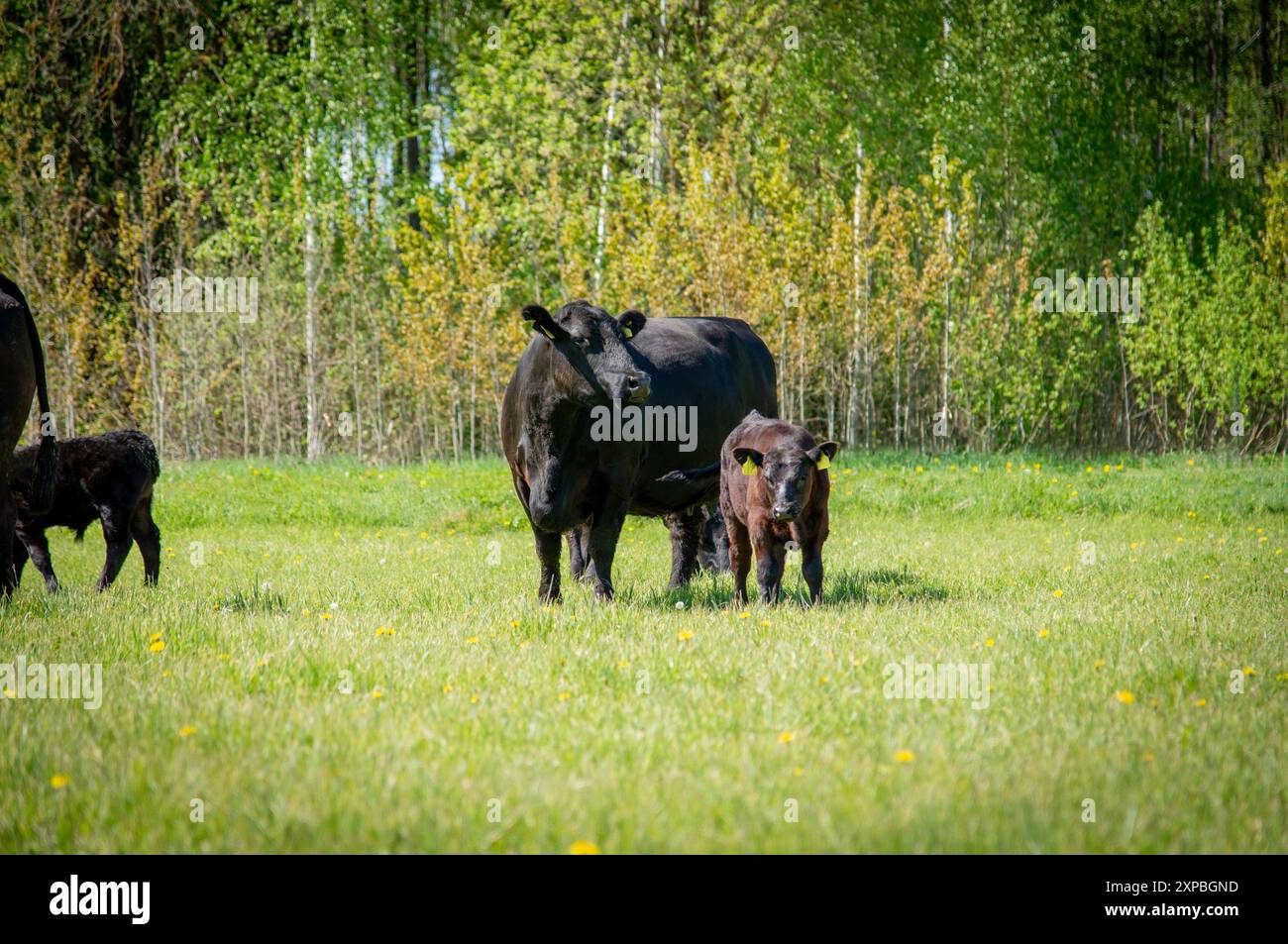 Black angus cow and calf standing in grass Stock Photo - Alamy