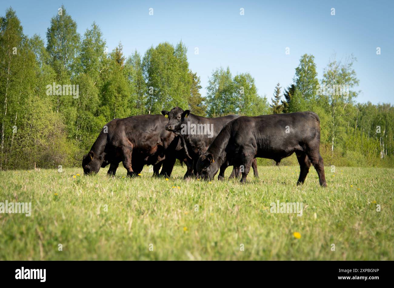 Black angus young bulls grazing on summer day Stock Photo - Alamy