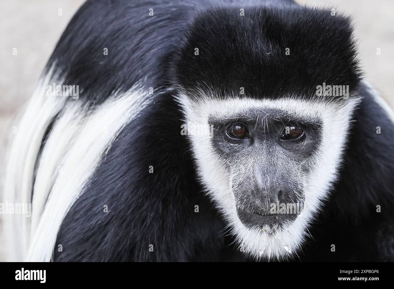 African face neutral background hi-res stock photography and images - Alamy