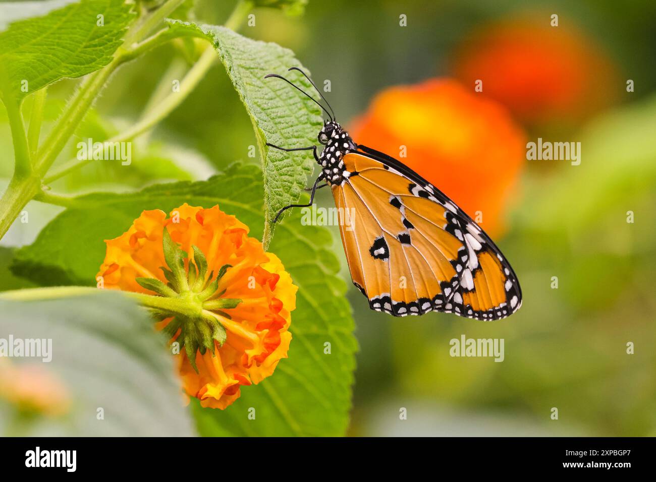 Plain tiger butterfly, also African monarch or African queen (Danaus ...