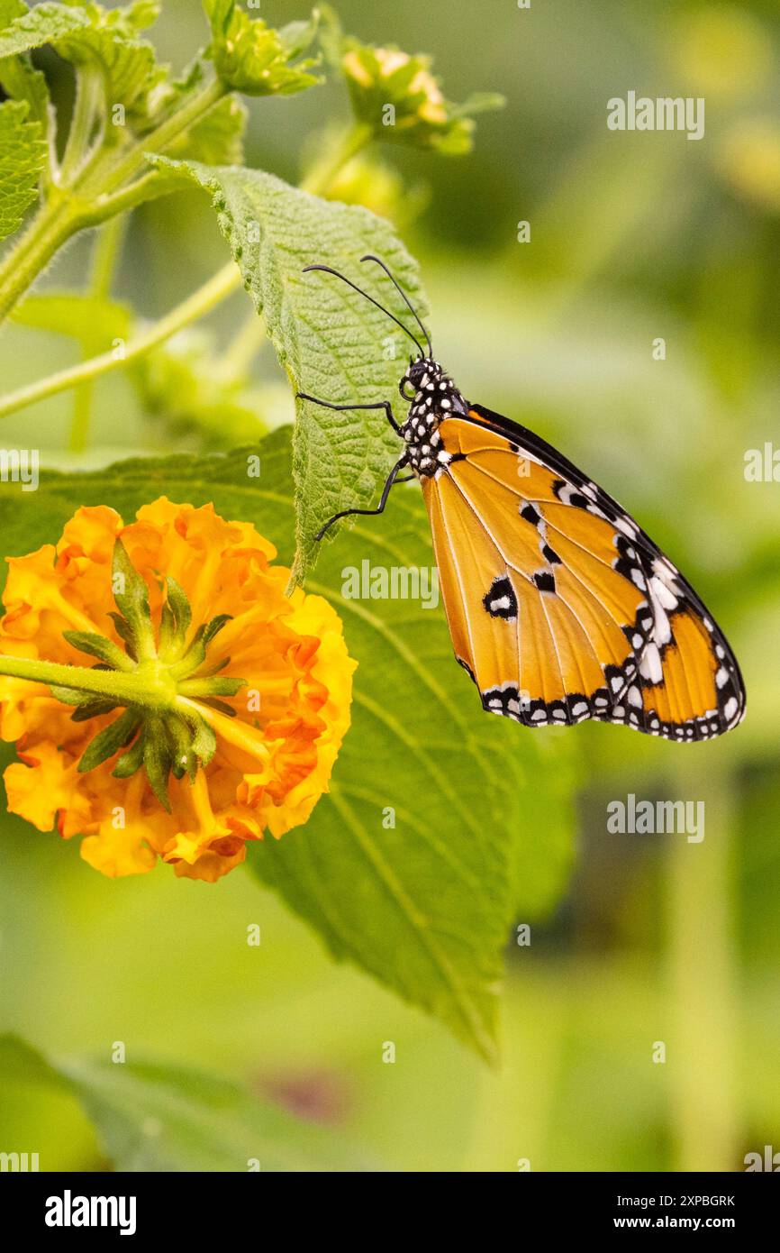 African queen danaus chrysippus hi-res stock photography and images - Alamy