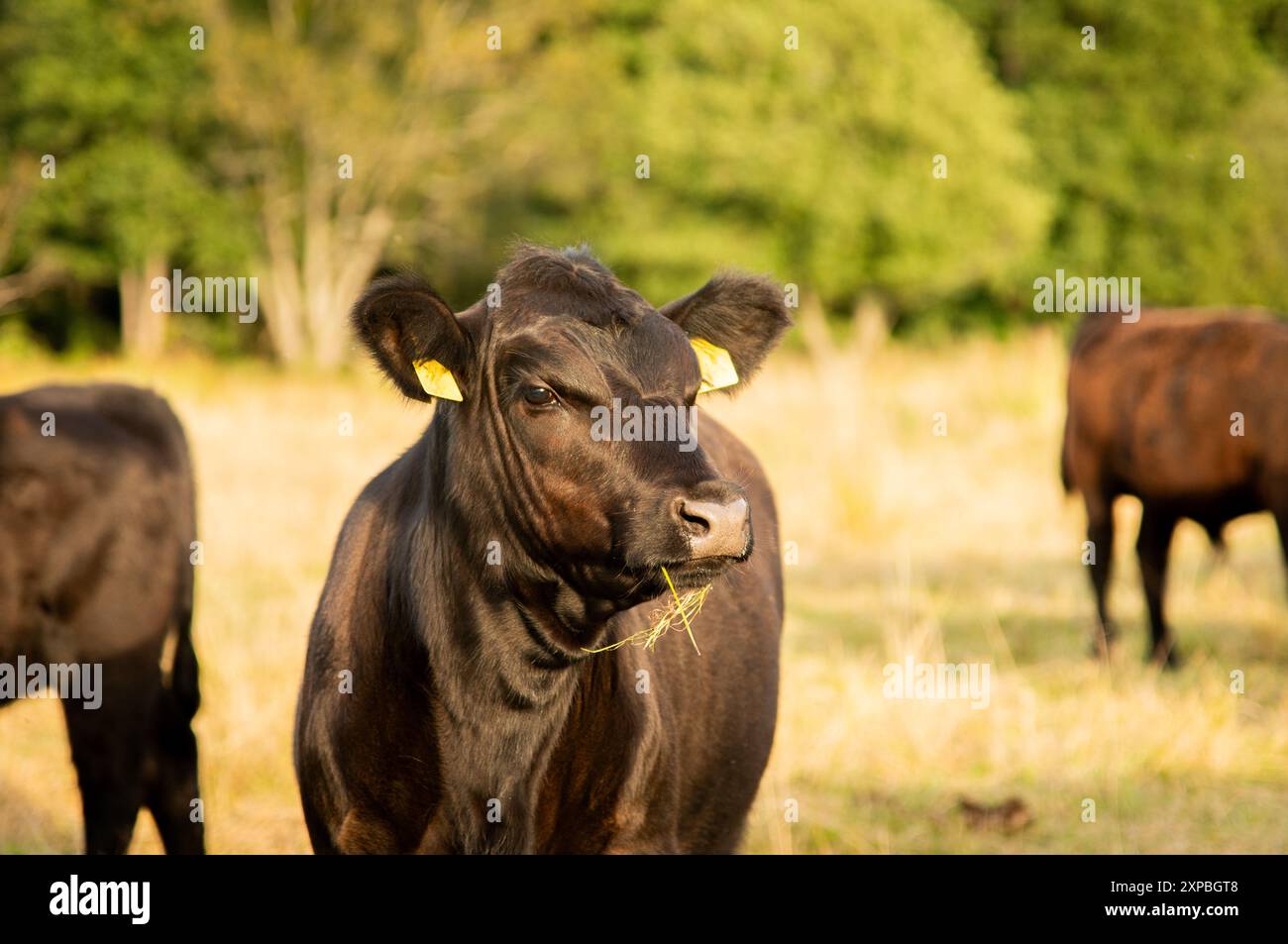 Aberdeen angus bull head hi-res stock photography and images - Alamy