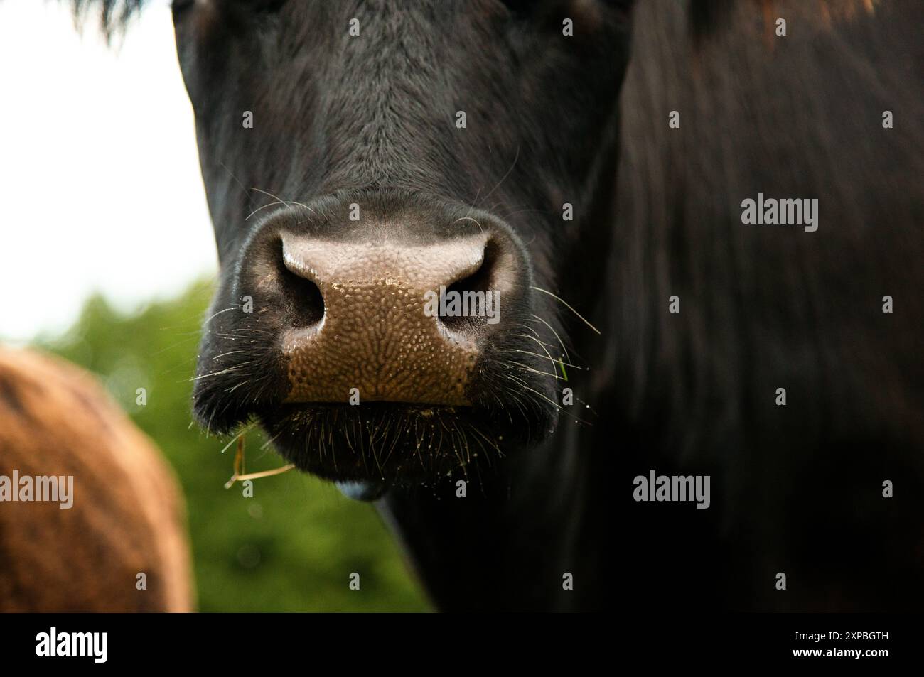 Black angus cow nose close up Stock Photo - Alamy