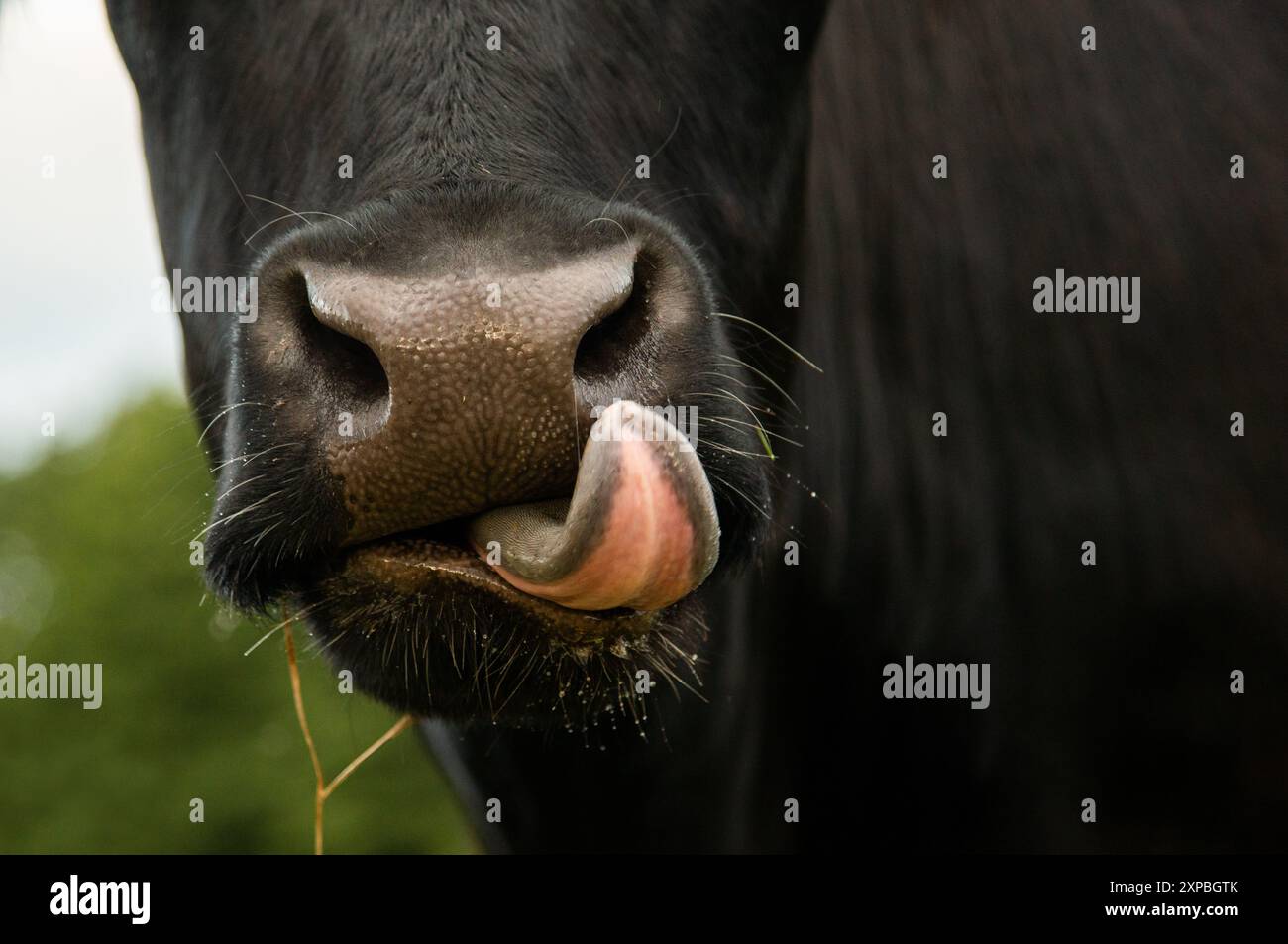 Black angus cow nose close up, cow sticking tongue out Stock Photo - Alamy
