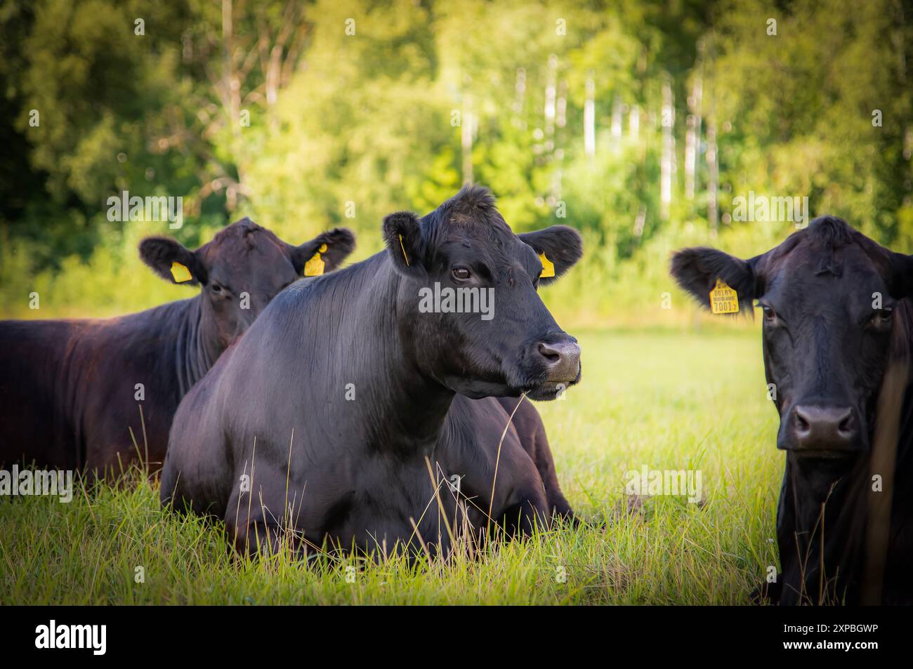 Black angus cow calf lying down in grass on summer day Stock Photo - Alamy