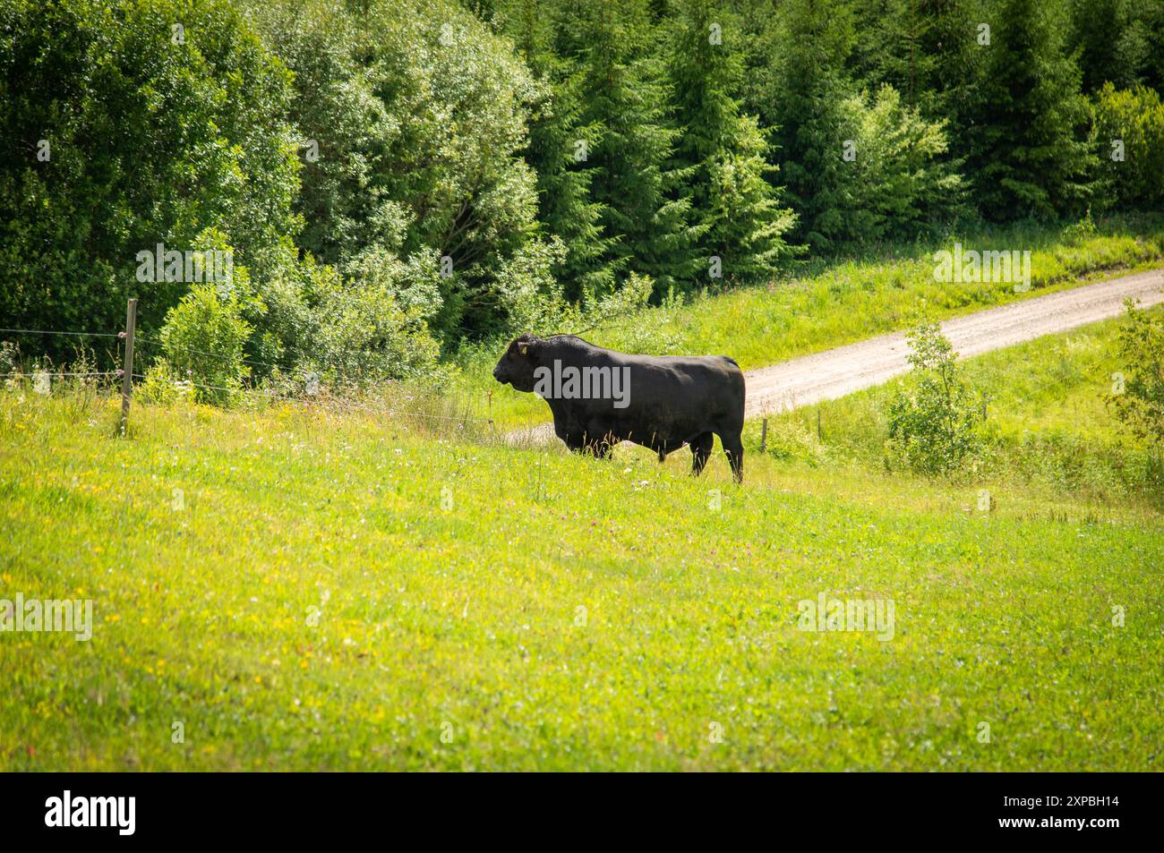 Black angus bull standing on hill side on green grassland Stock Photo ...