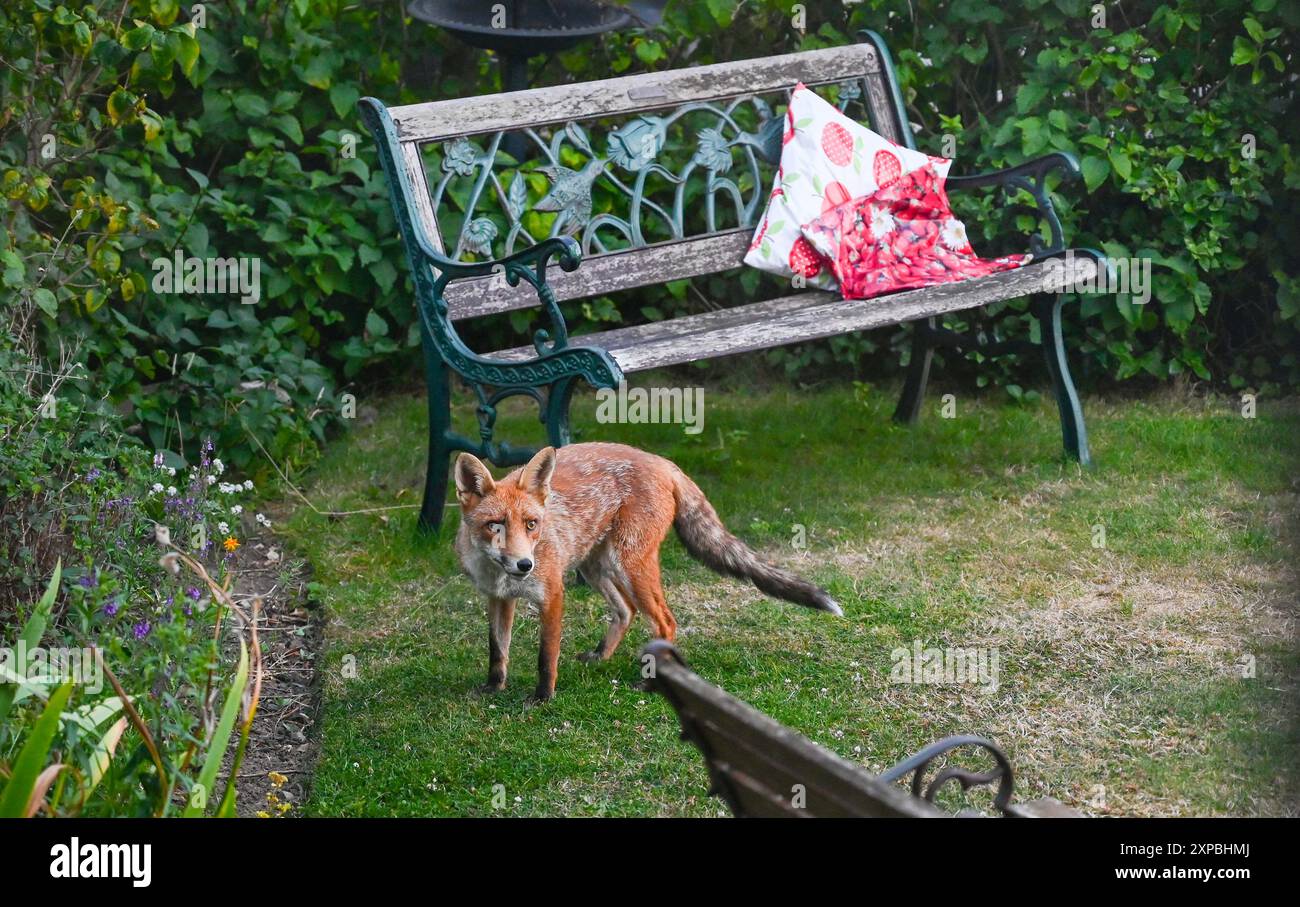 Garden fox , Vulpes vulpes seen from a house living room window ...