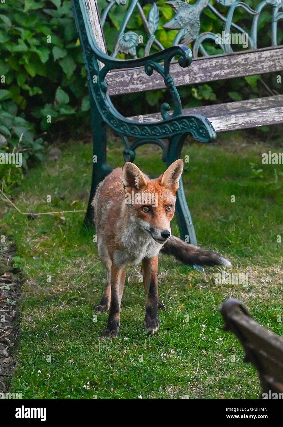 Garden fox , Vulpes vulpes seen from a house living room window ...