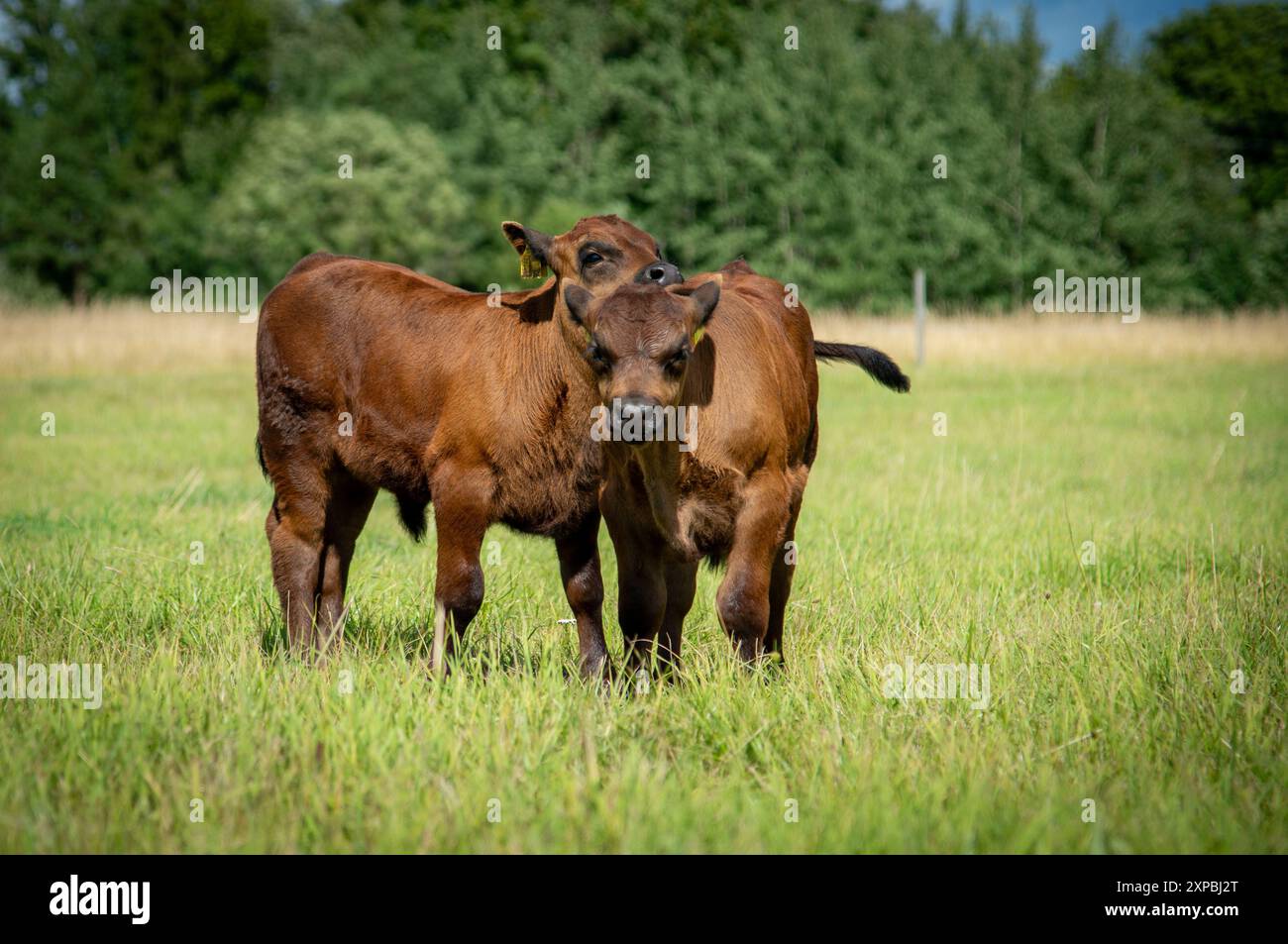 Walking in angus hi-res stock photography and images - Alamy