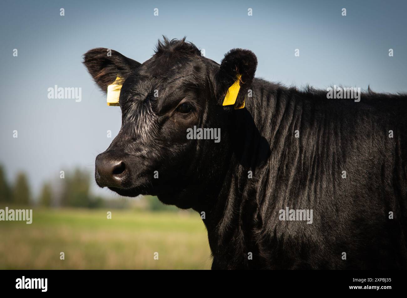 Black angus calf portrait Stock Photo - Alamy