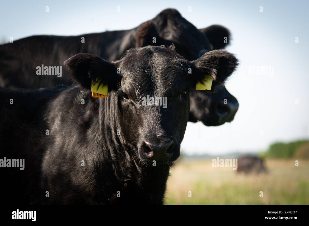 Black angus calf portrait Stock Photo - Alamy