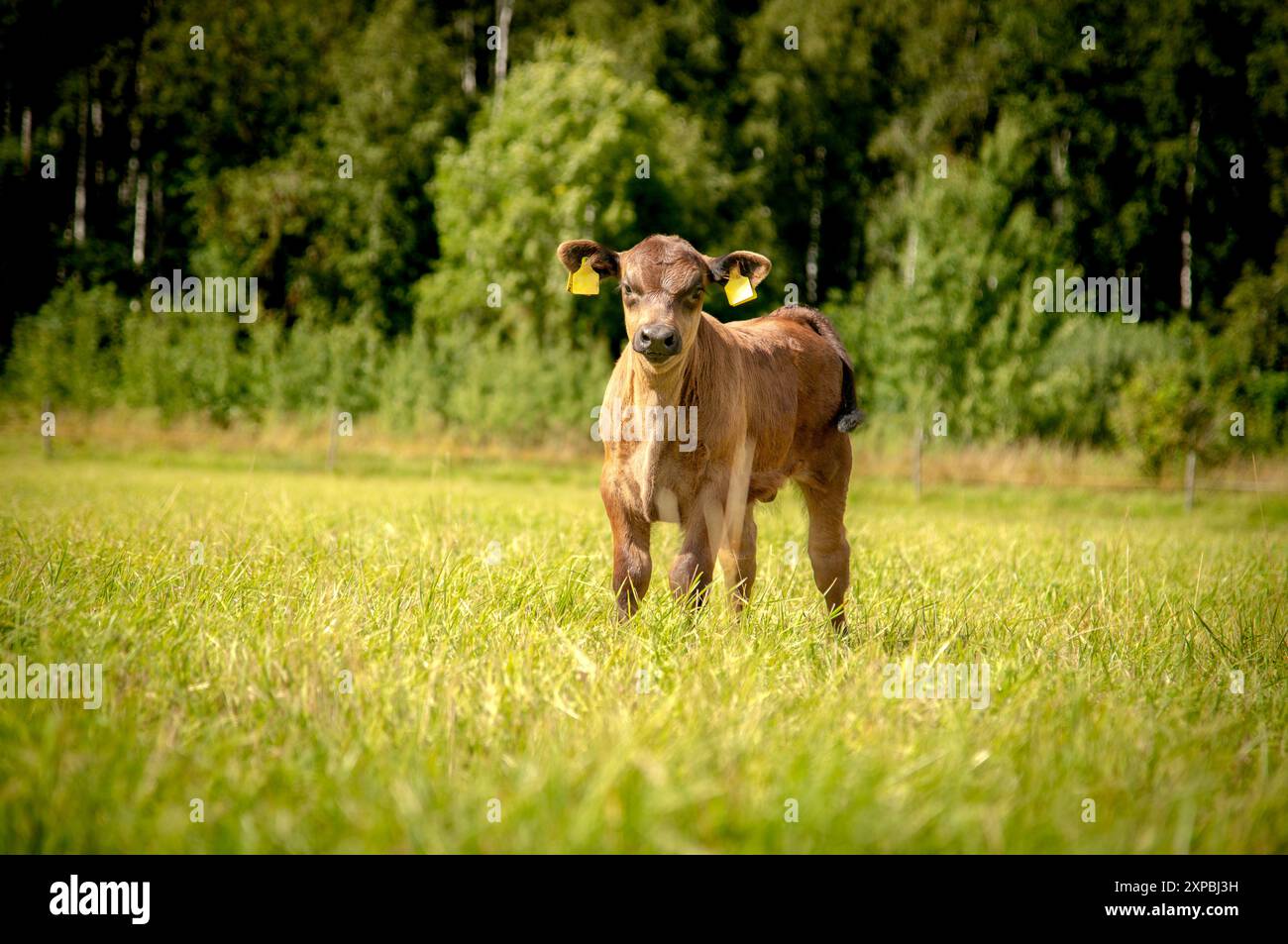 Black angus calf standing in grass on summer day Stock Photo - Alamy